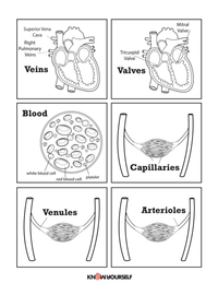 Test Your Circulatory System Knowledge with Question Cards - Know Yourself