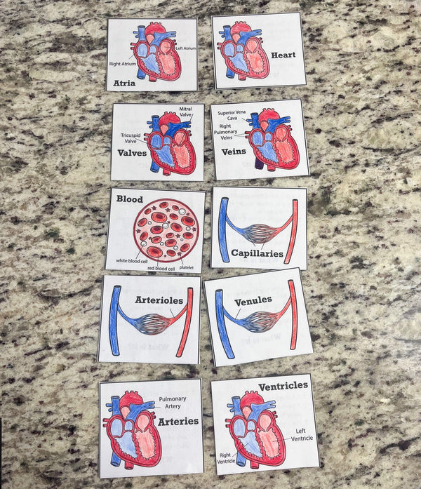 Test Your Circulatory System Knowledge with Question Cards - Know ...