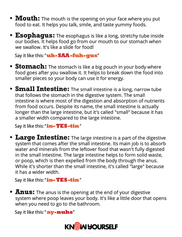 Follow Your Food Through the Digestive System - Know Yourself