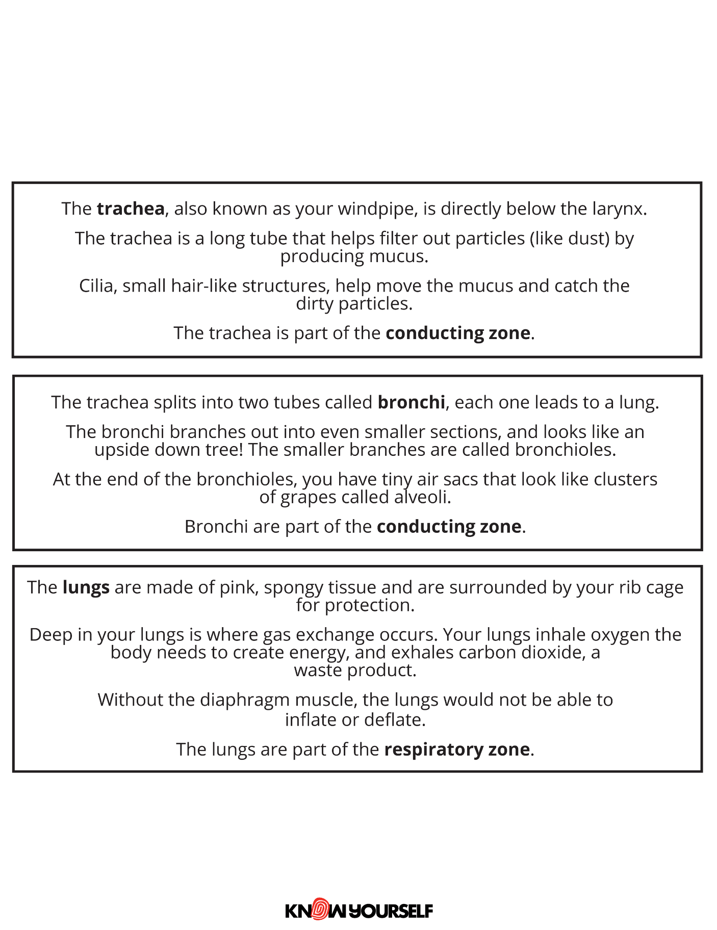 Respiratory System Puzzle - Engage and Learn - Know Yourself