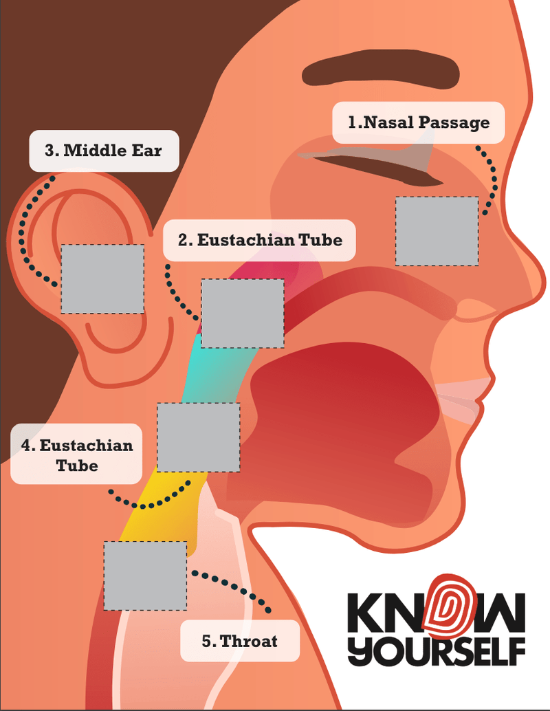 Snot's Tubular Adventure - Learn ENT Anatomy with Fun Activities - Know ...