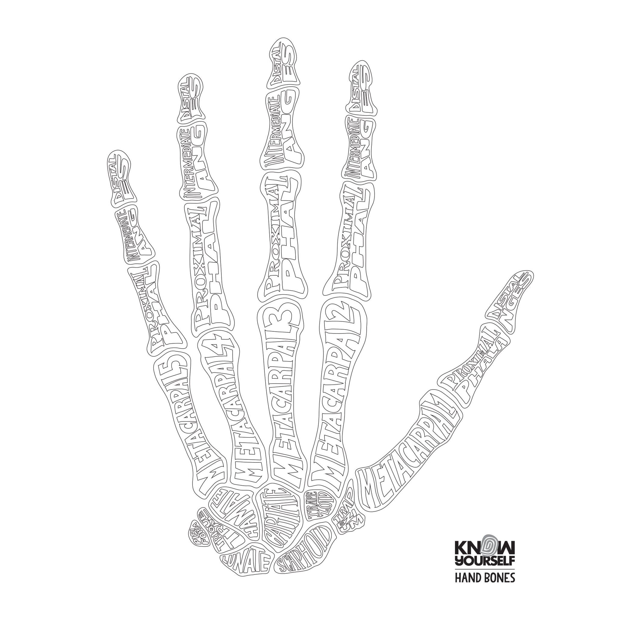 skeletal coloring pages