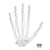 Learn Hand Anatomy with the Hand Bones Coloring Page